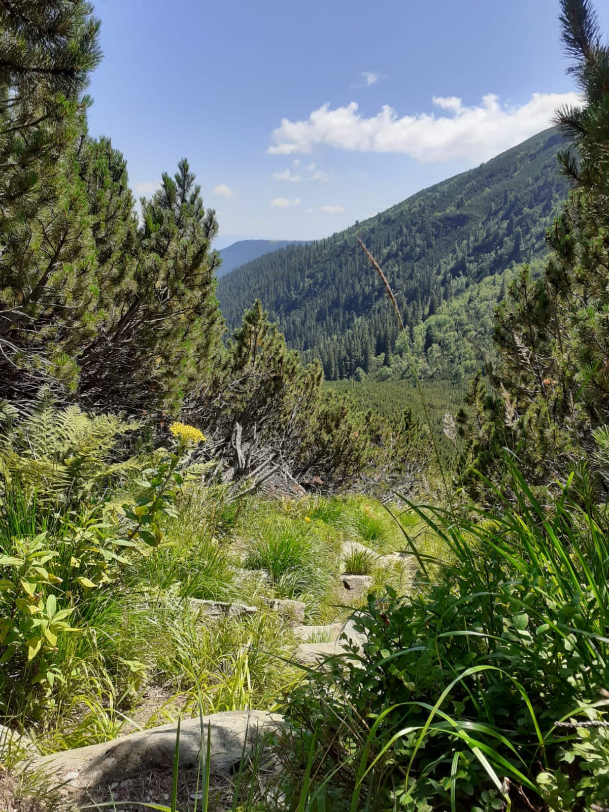 Home [www.carpathianadventures.ro]